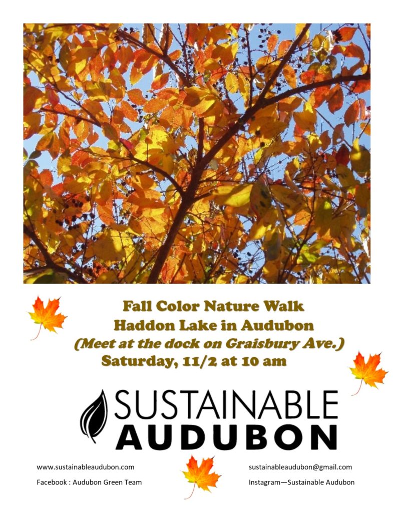 Fall Color Walk | Sustainable Audubon